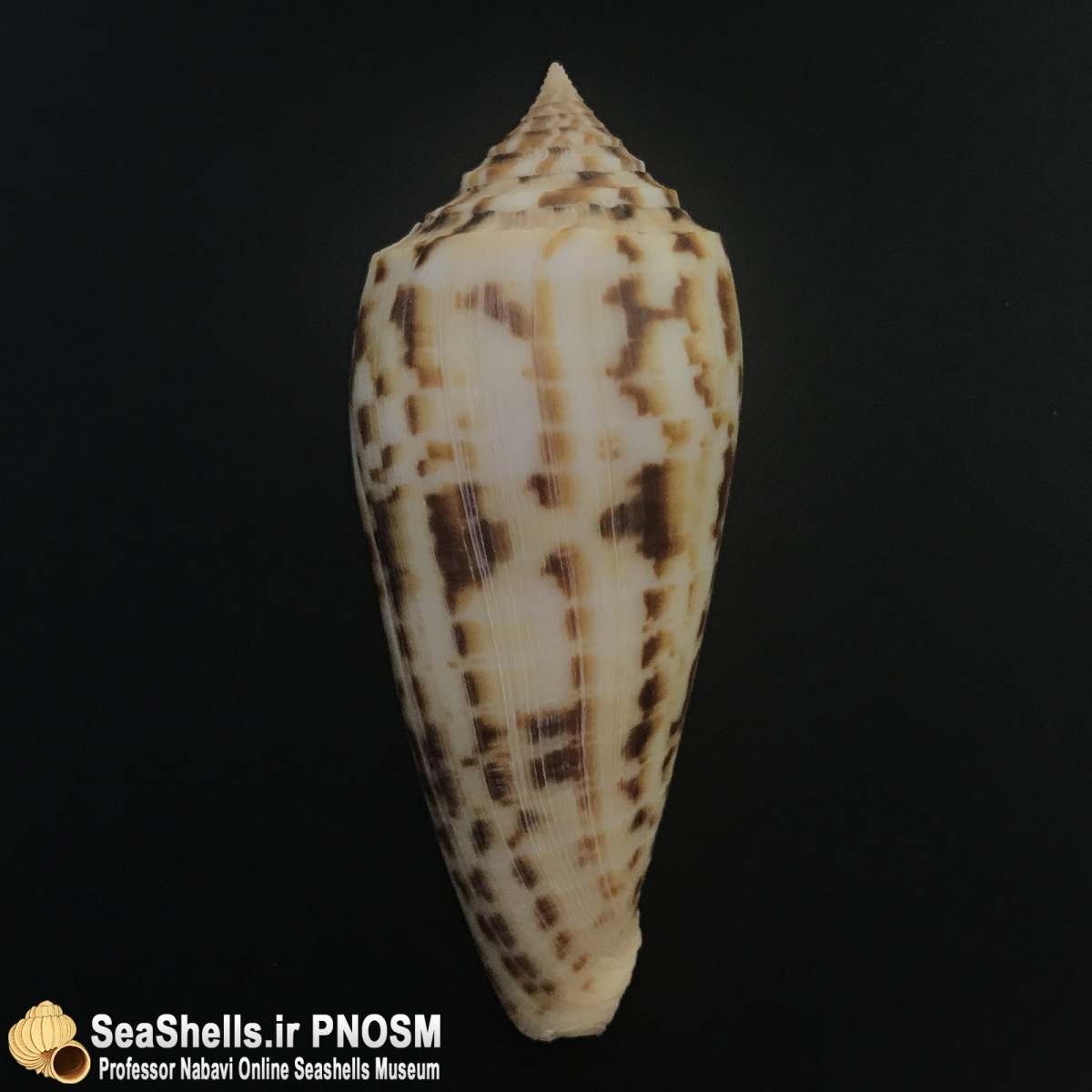 Conus flavus - PNOSM