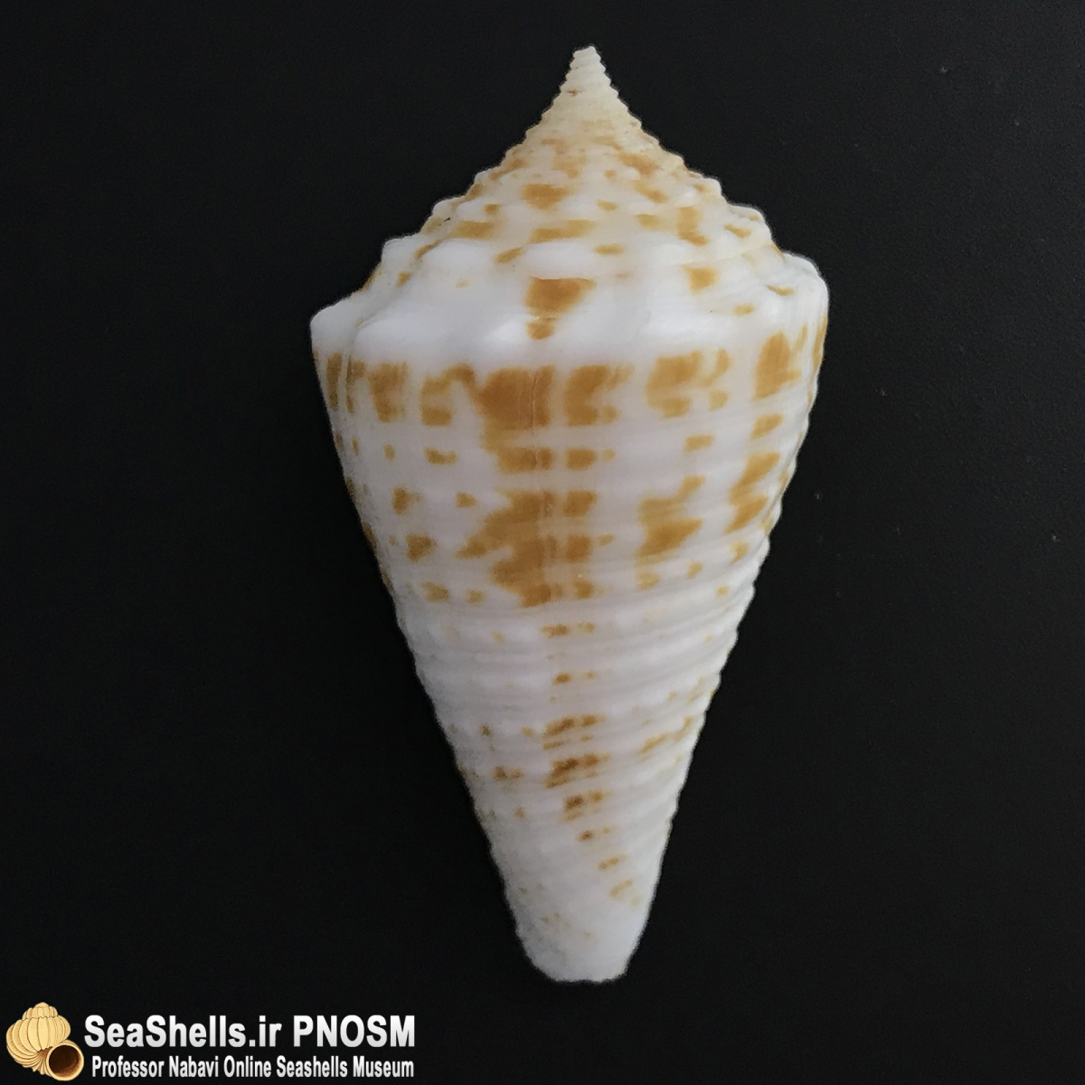 Conus rolani - PNOSM