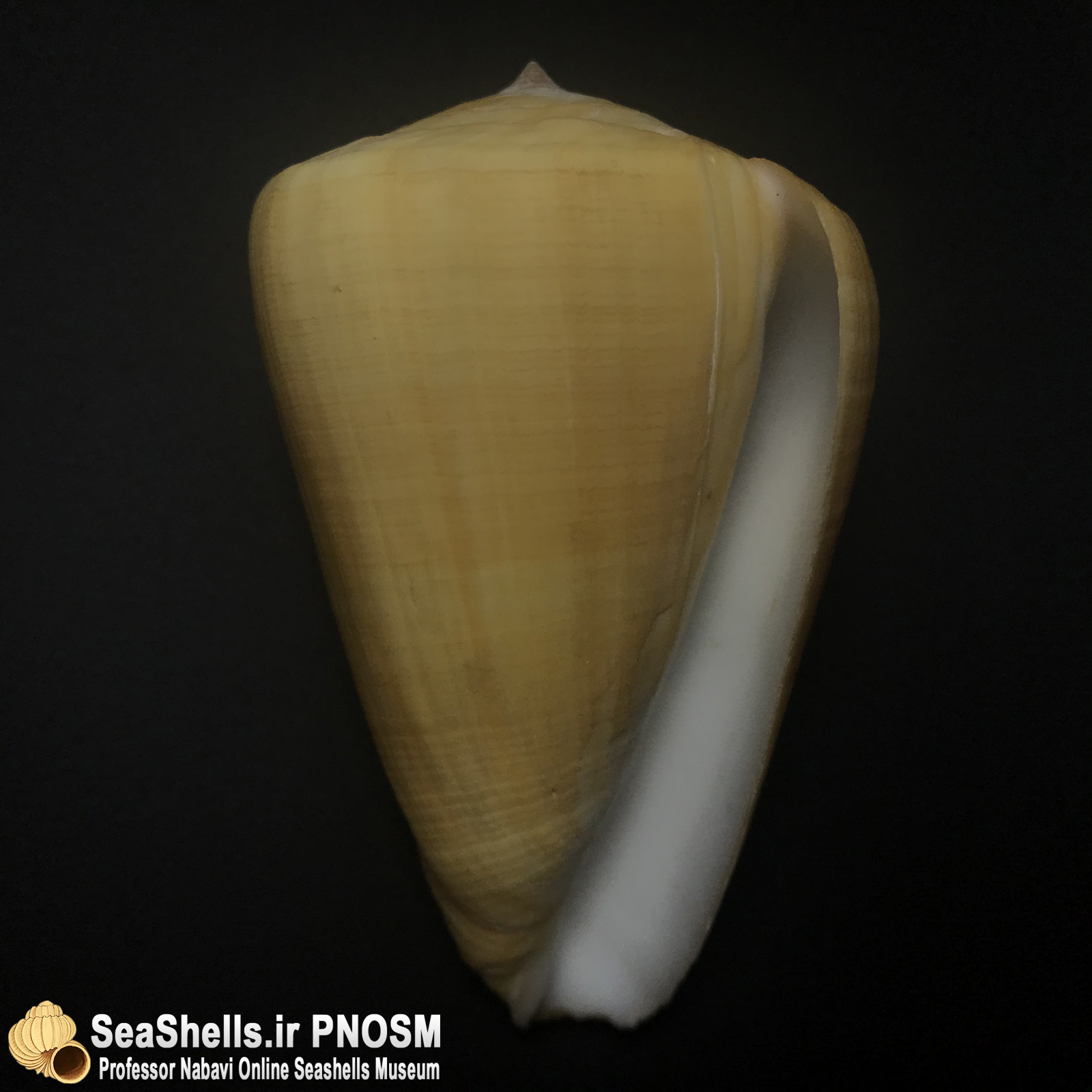 Conus quercinus - PNOSM