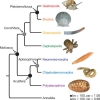 Classification of Mollusca - PNOSM