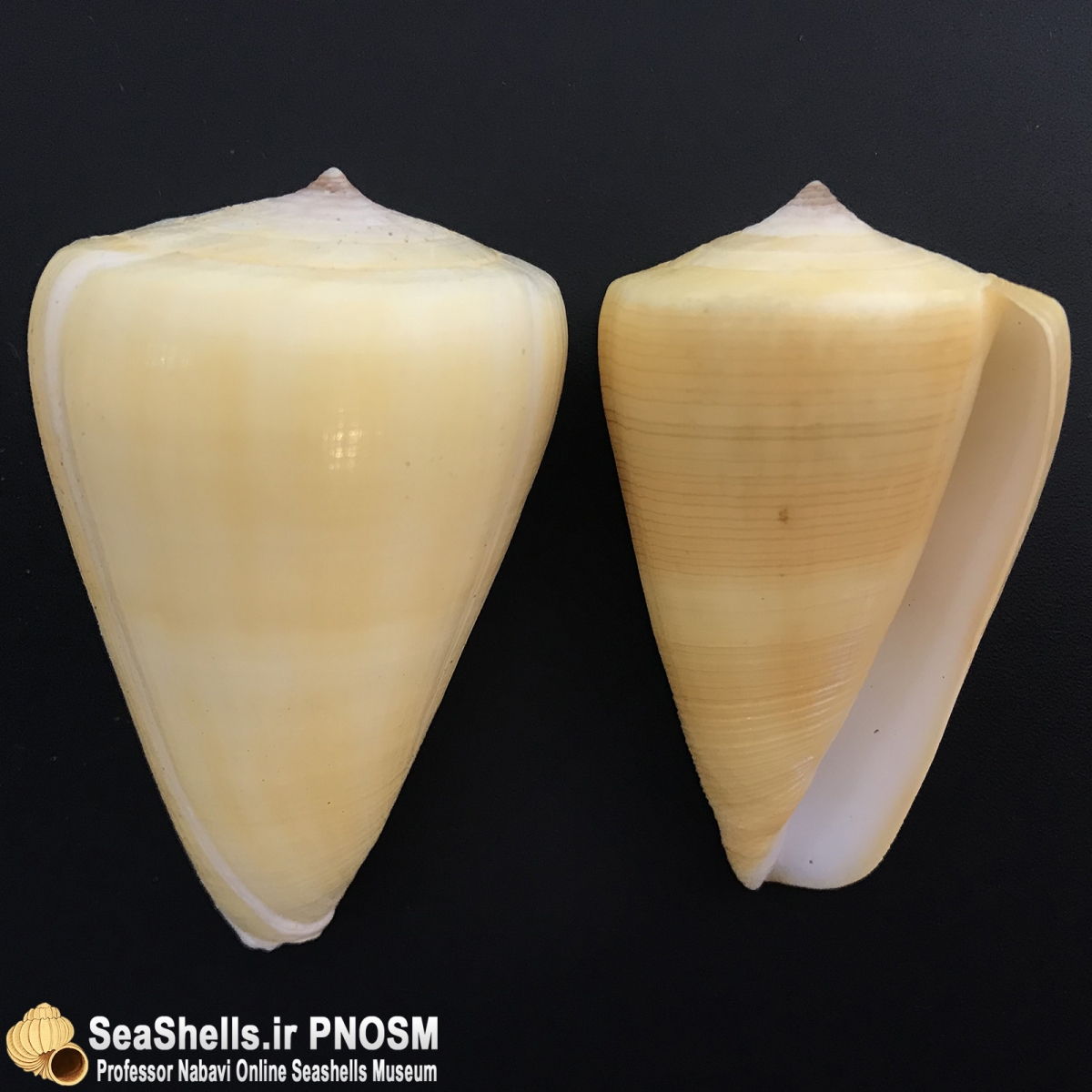 Conus quercinus - PNOSM
