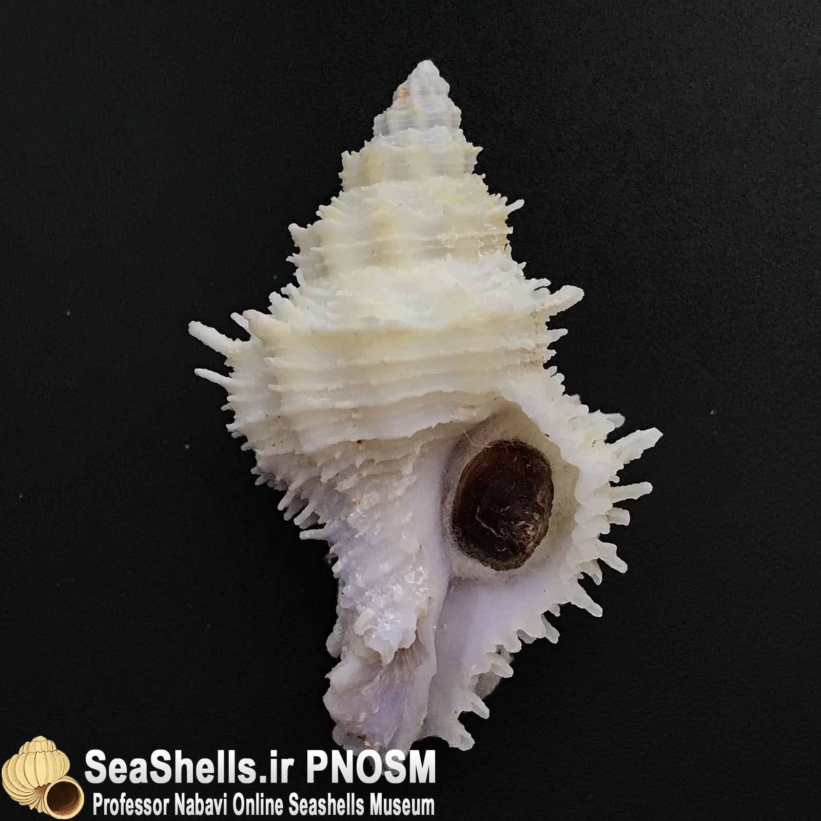Babelomurex indicus forma michikoae - PNOSM