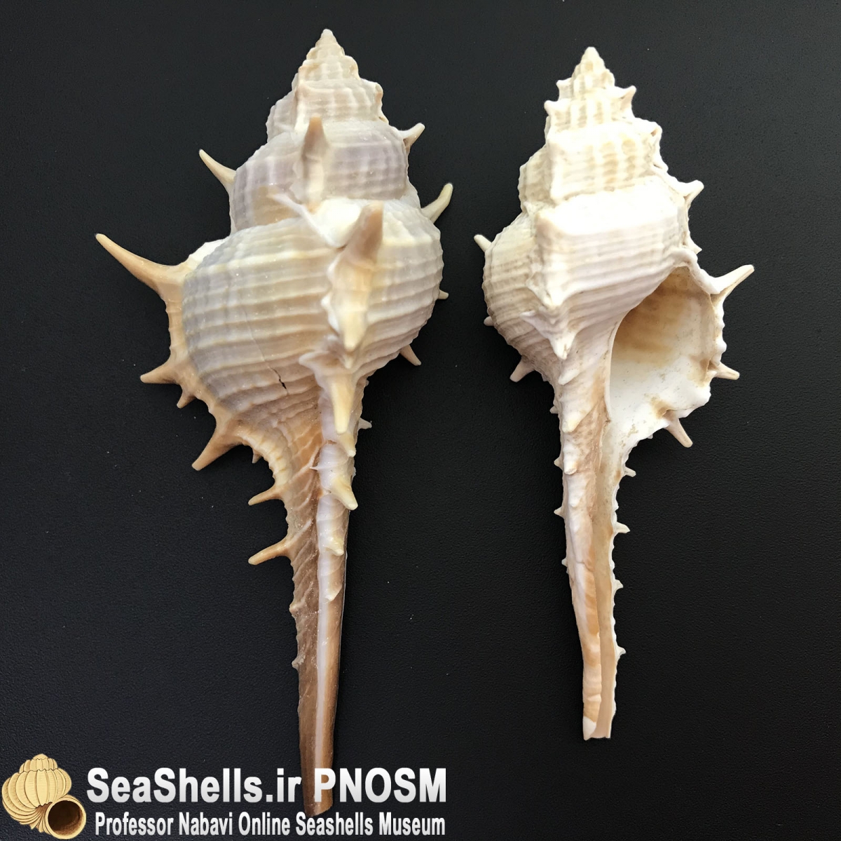 Murex scolopax - PNOSM