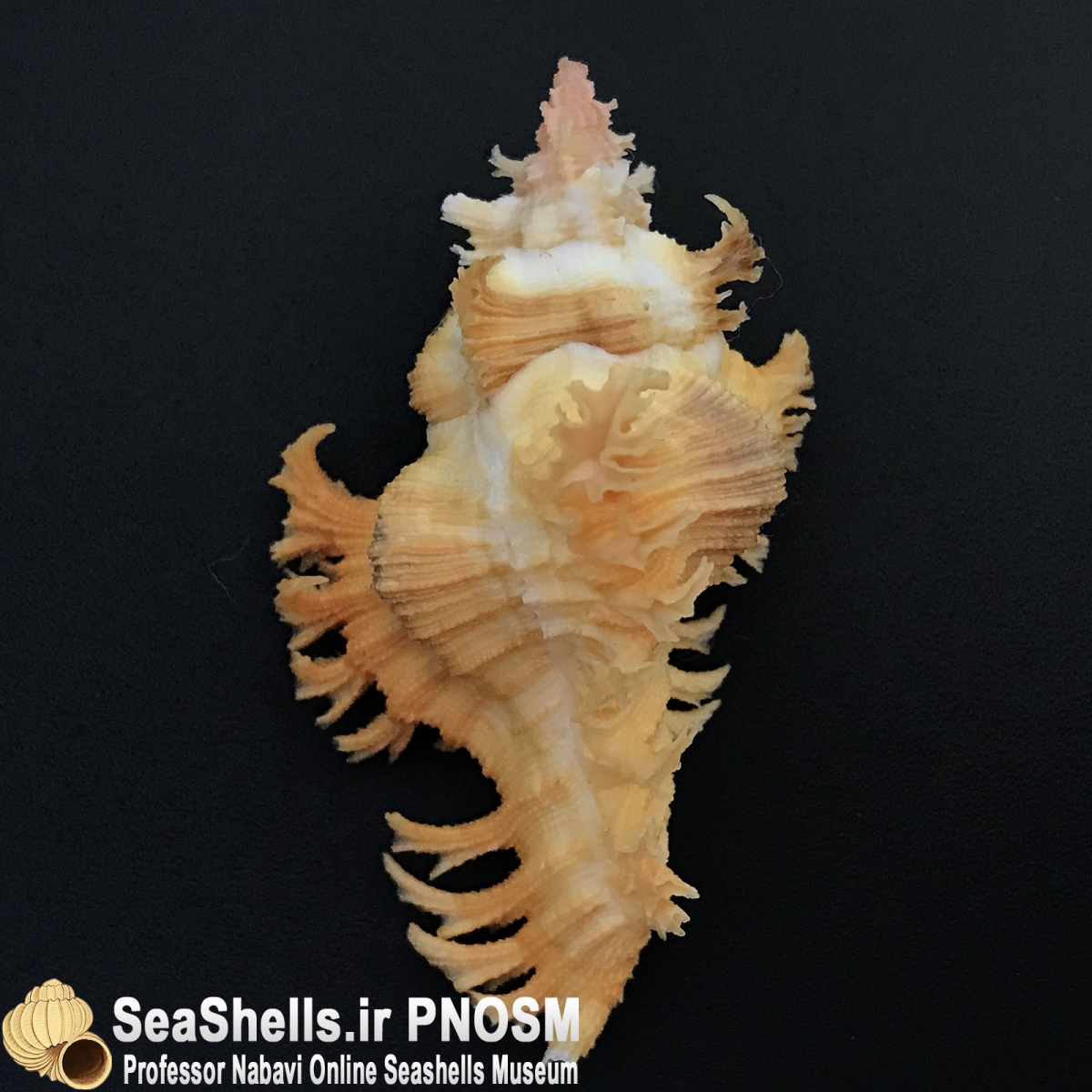 Chicoreus Archives - PNOSM