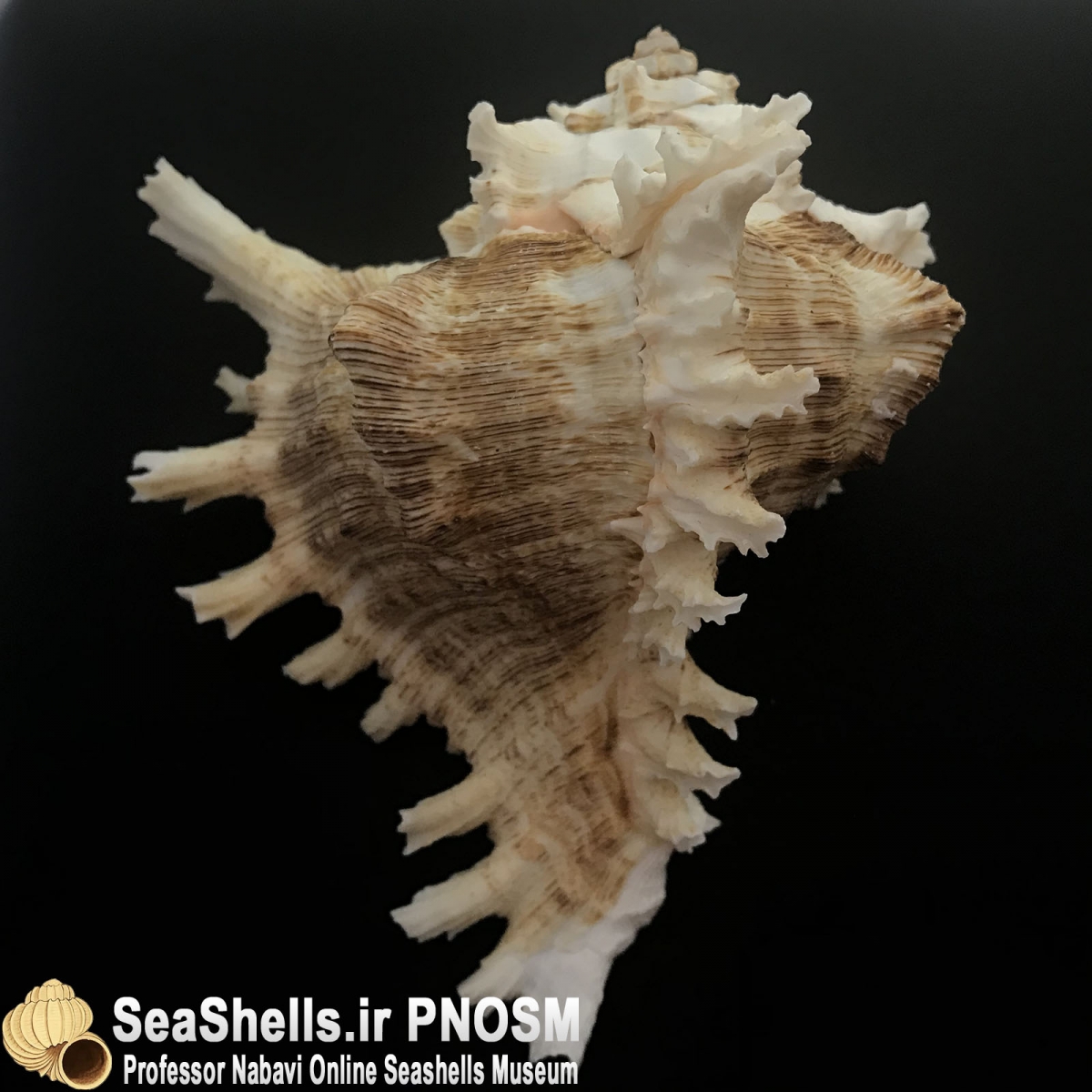 MURICIDAE Archives - PNOSM