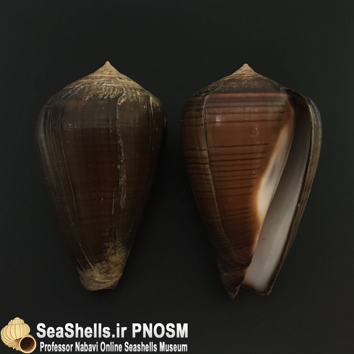 Conus Archives - PNOSM