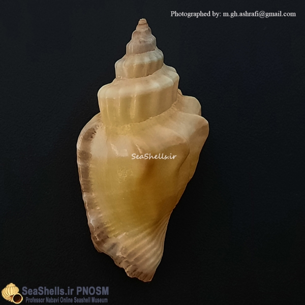 Murex scolopax - PNOSM