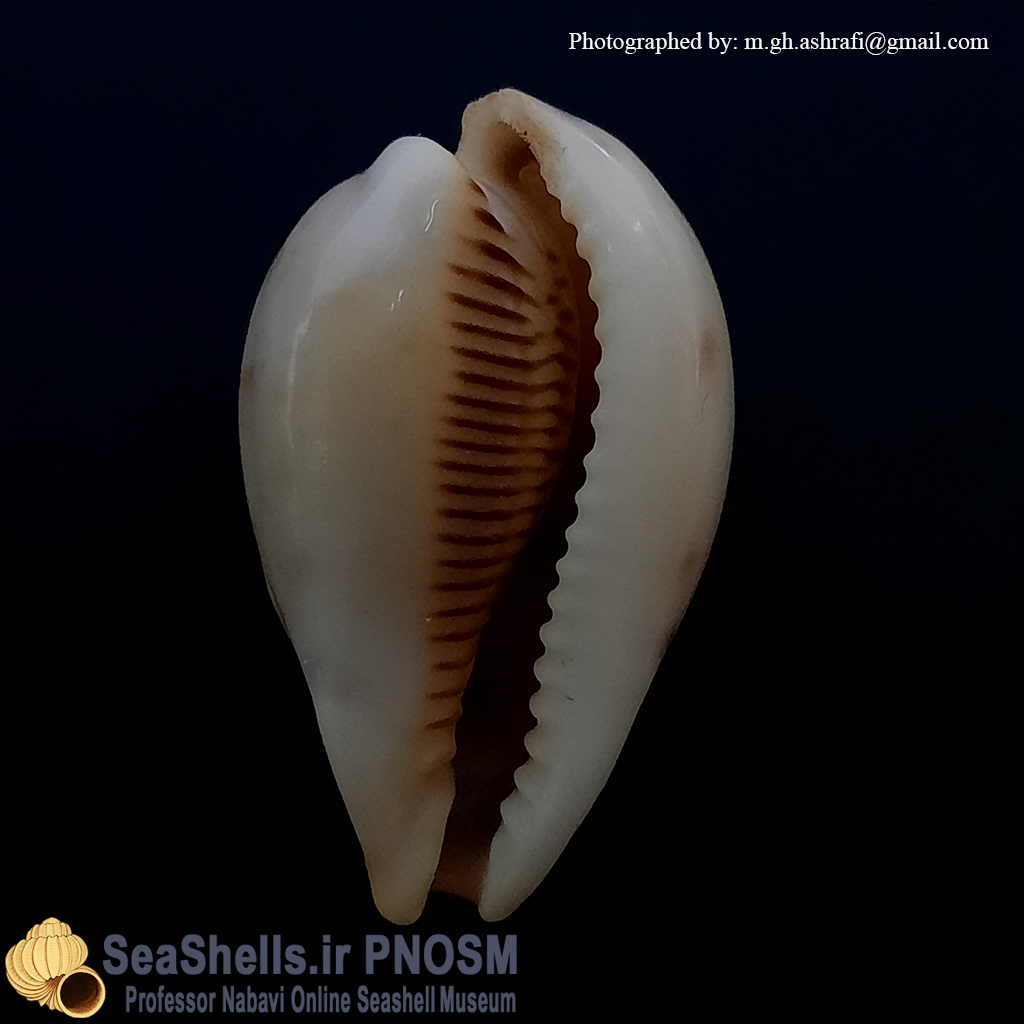 Erronea (cypraea) pyriformis - PNOSM