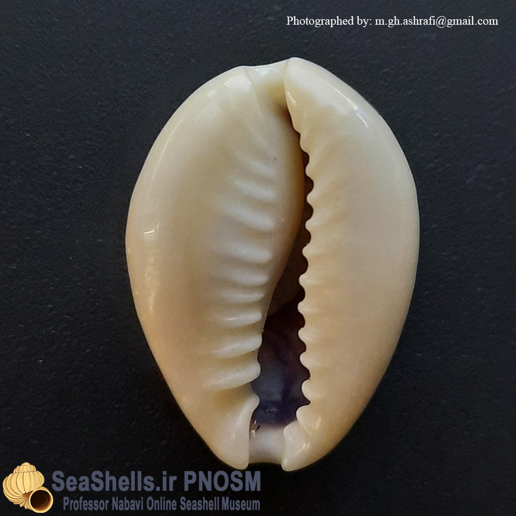 Monetaria (Cypraea) annulus - PNOSM