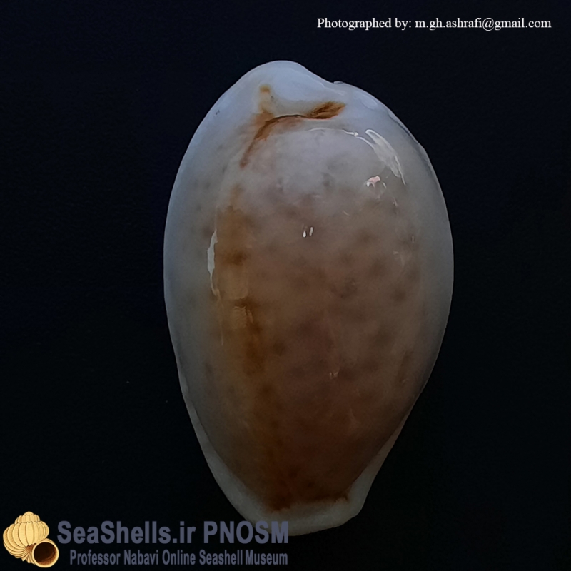 Naria Archives - PNOSM